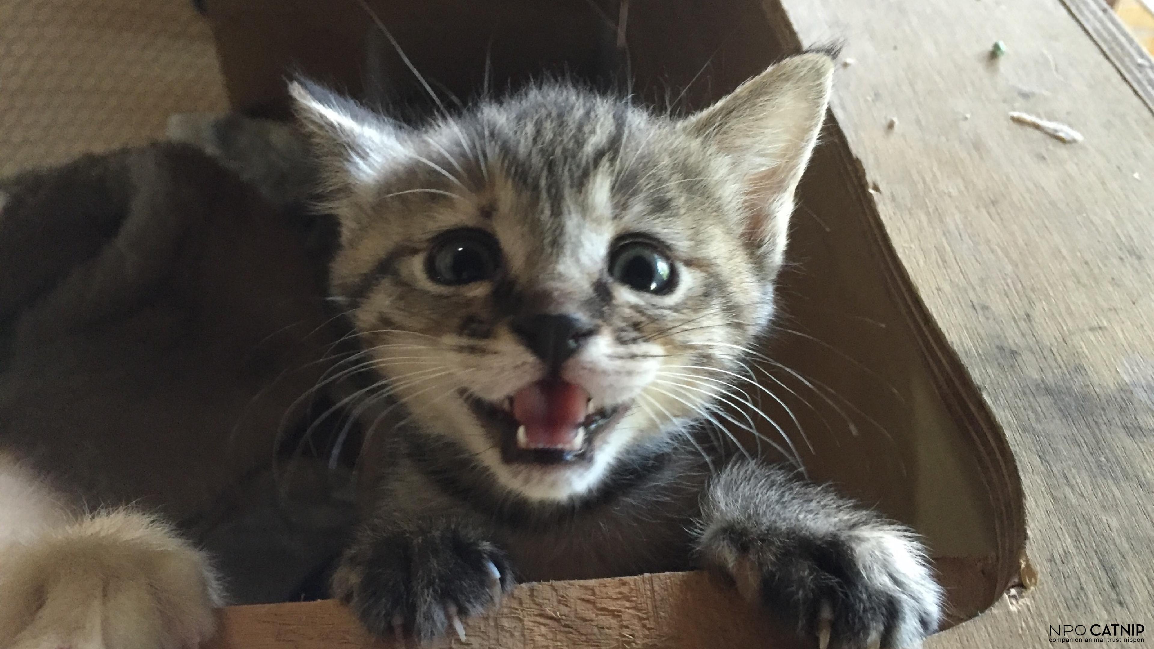 npo catnip : Puckちゃん