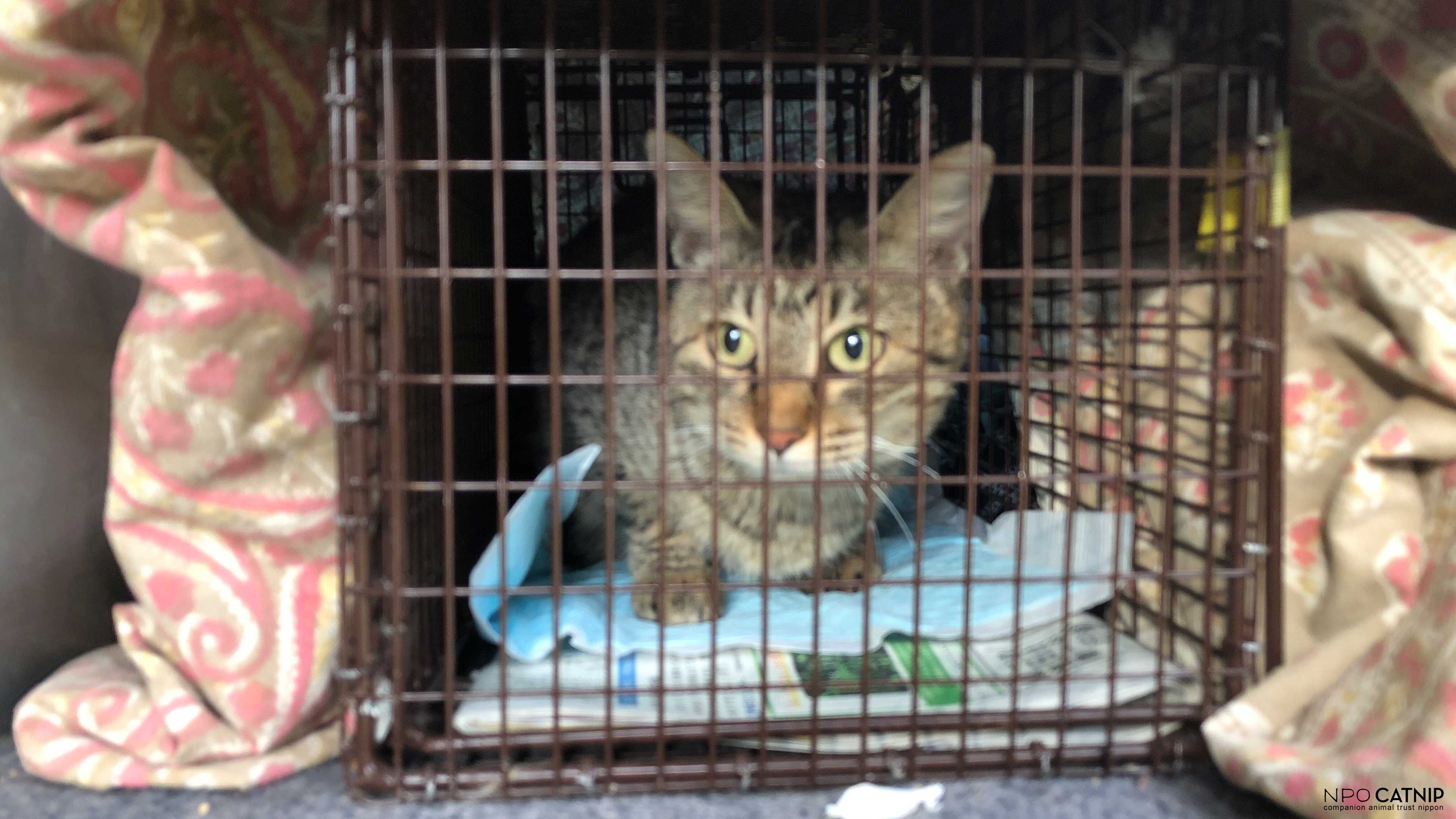 npo catnip : Afratちゃん