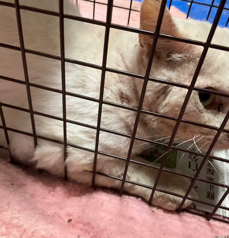 npo catnip : Charles