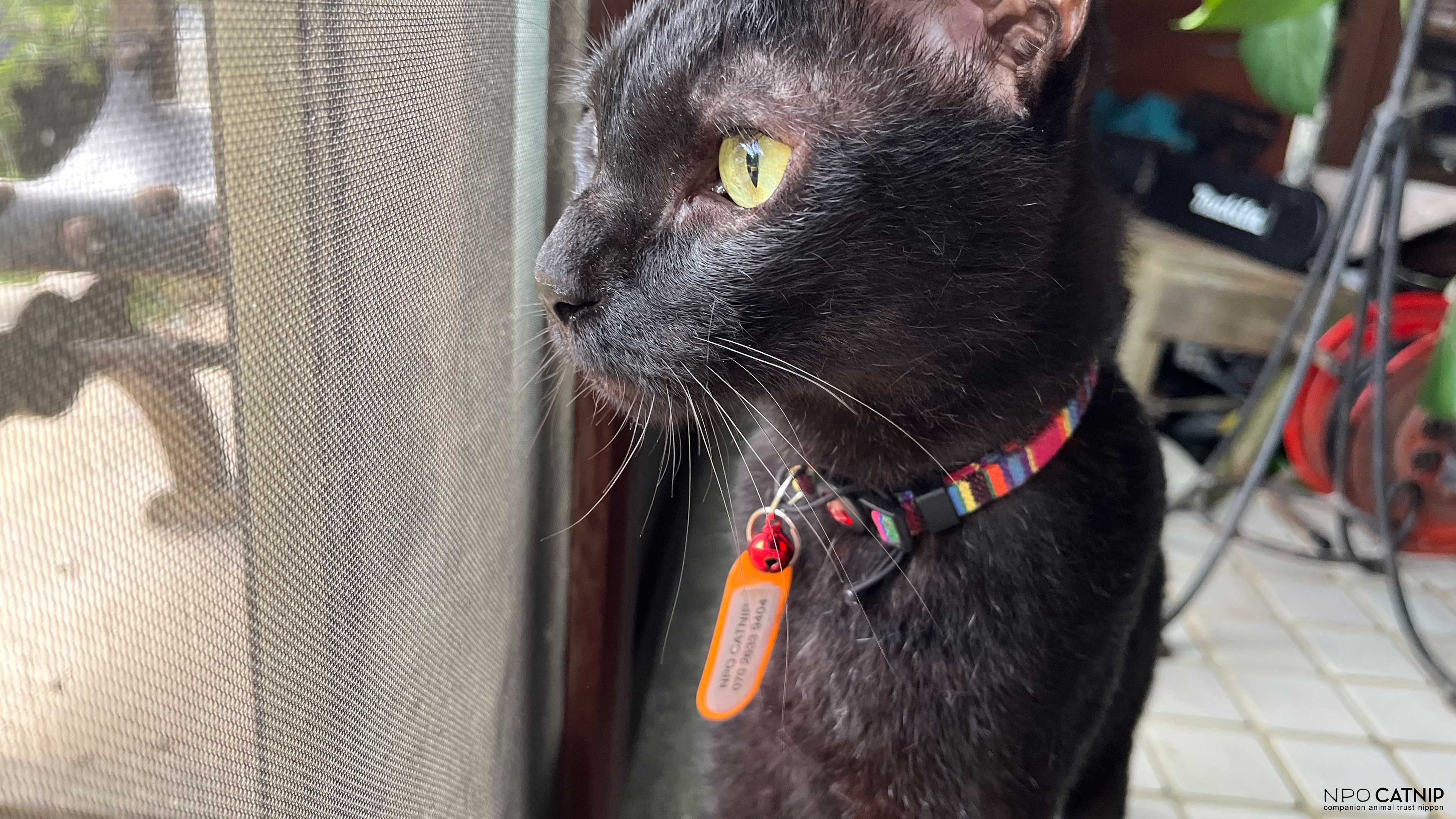 npo catnip : Midnight