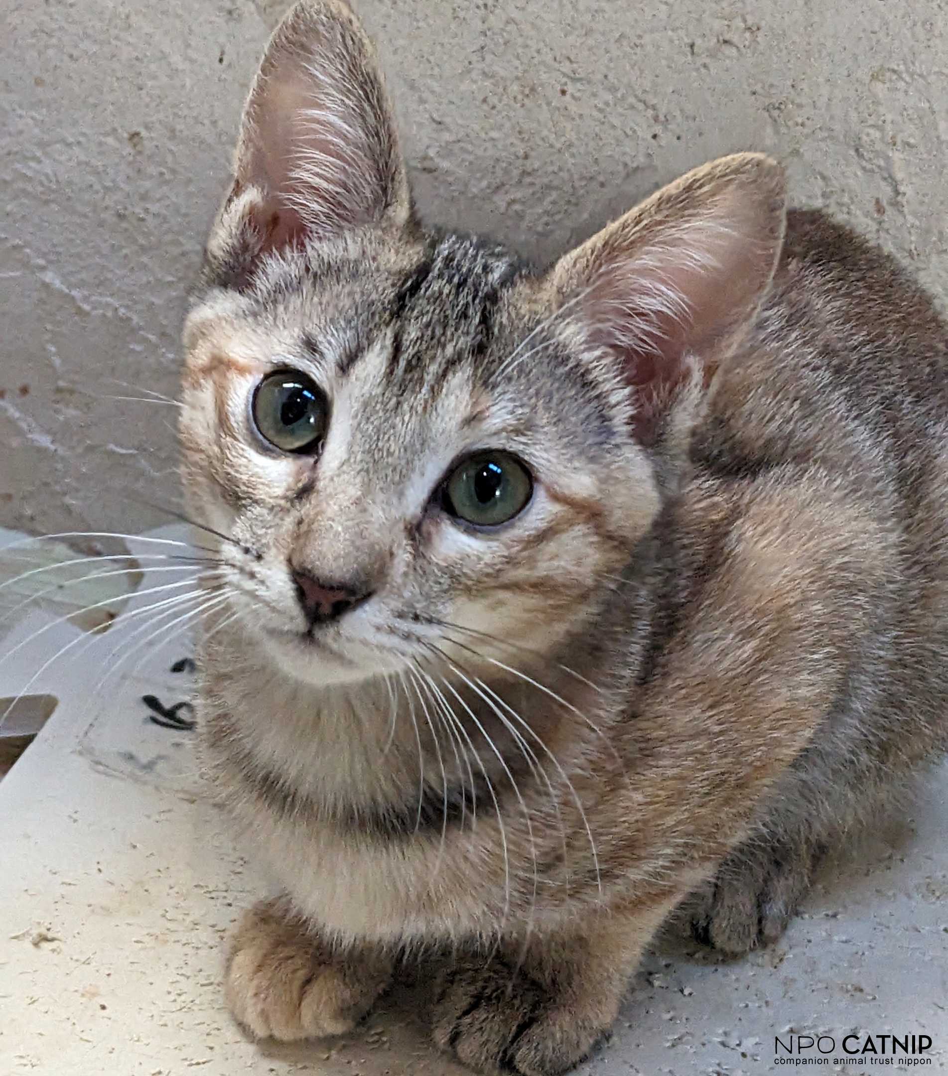 npo catnip : Flo